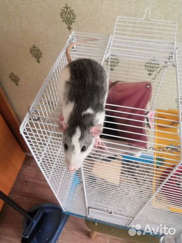 Отдам двух крысят дамбо