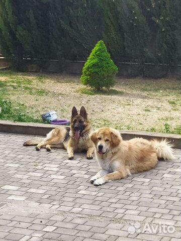 Собака в добрые руки тибетский мастиф