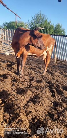 Двойная карова второй атёл