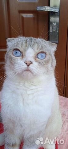 Шотландская вислоухая инопланетная кошка в дар