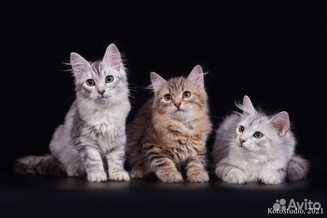Сибирские котята