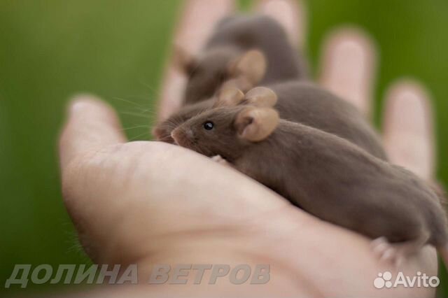 Шоколадные мышки девочки