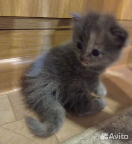 Котята британцы