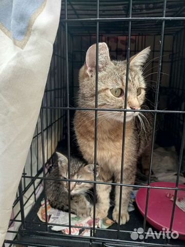 Полосатые котята 1.5 ждут хозяина