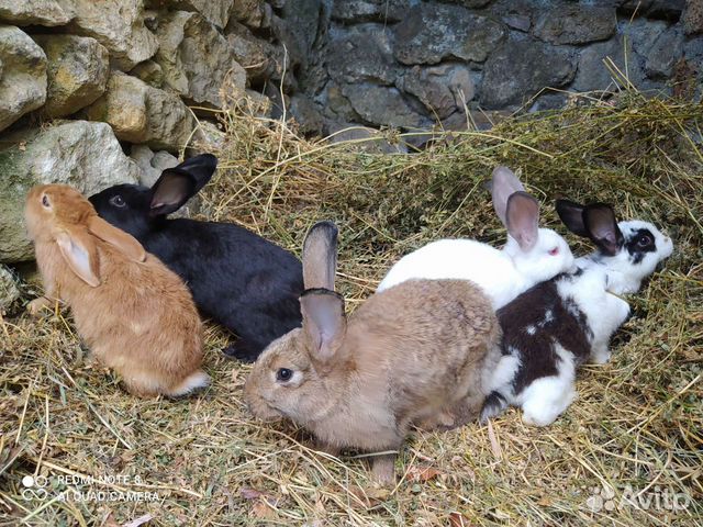 Кролики разных возрастов