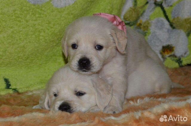 Золотистый ретривер