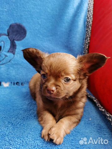 Щенки чихуахуа длинношерстные