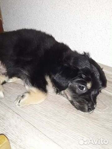 Щенки русский той-терьер