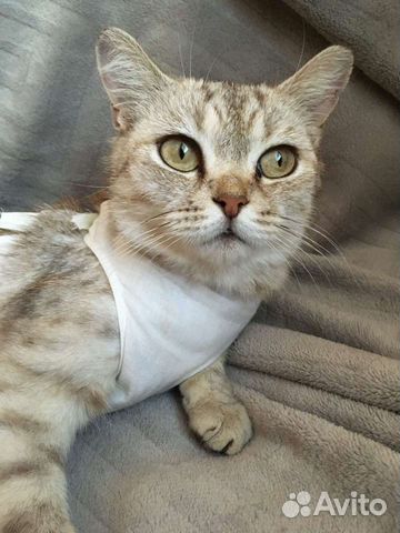 Кошка британка