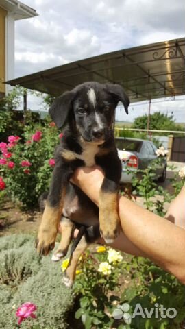 Красивый щенок в добрые руки