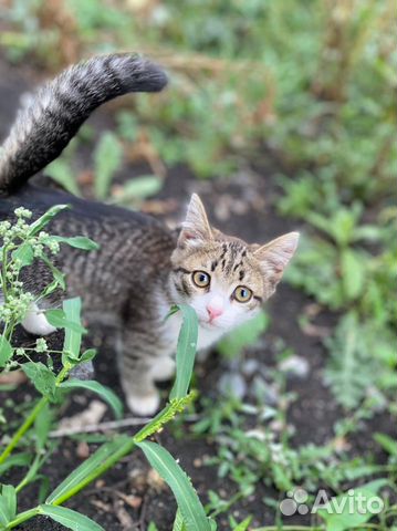 Замурчательный котенок