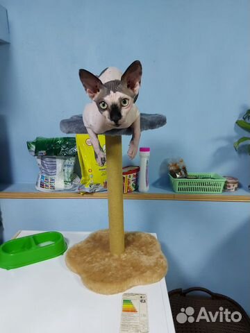 Котик ищет невесту