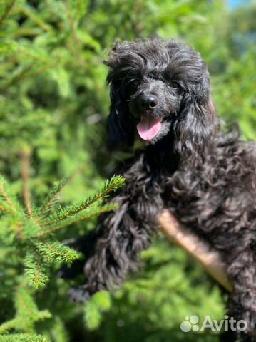 Щенки карликового пуделя