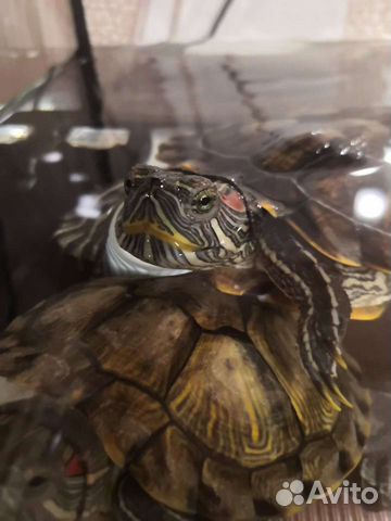 Отдам красноухих черепашек с домиком