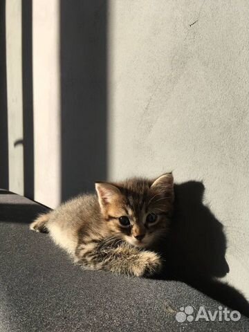 Котята
