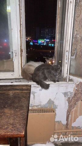 Сибирские кошки быстро