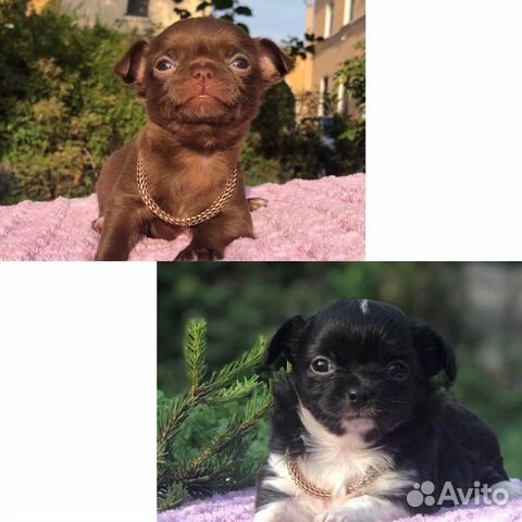 Две принцессы