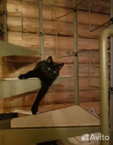 Котика бросили на даче Нужен дом или передержка