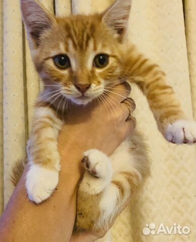 Котенок невероятной красоты Рыжуля ищет дом
