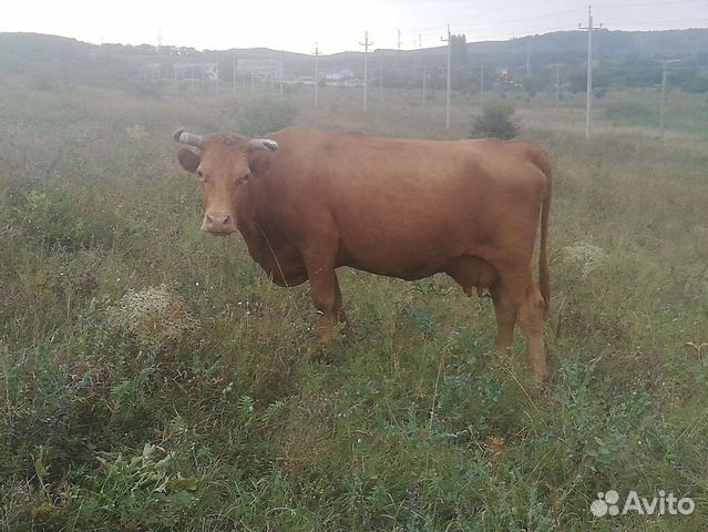 Коровы дойные стельные