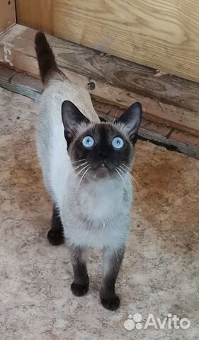 Ввс СССР найдена кошка