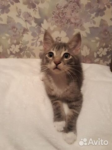 Котенок 3 месяца, мальчик