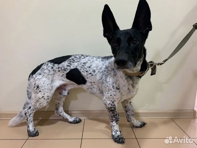 Тяпа-небольшой и адекватный песик ищет дом