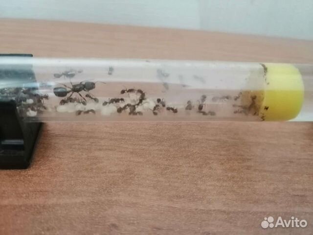 Колония жнецов с кормом