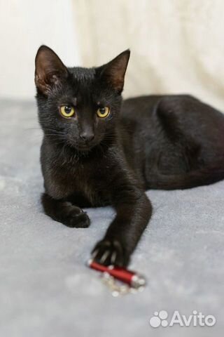 Кот черный