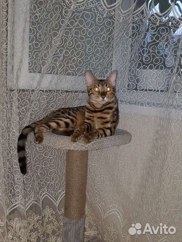 Бенгальская кошка