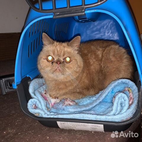 Ксюша - стерилизованная, привитая