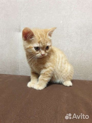Британский котенок