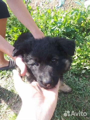 Щенок немецкой овчарки