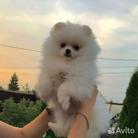 Очаровательные малышки шпиц