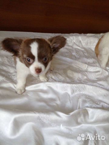 Щенок чихуахуа девочка