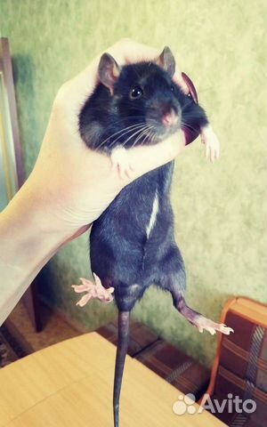 Крыска Дамбо мальчик