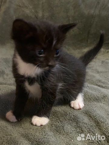 Котенок черный мальчик с белыми лапками