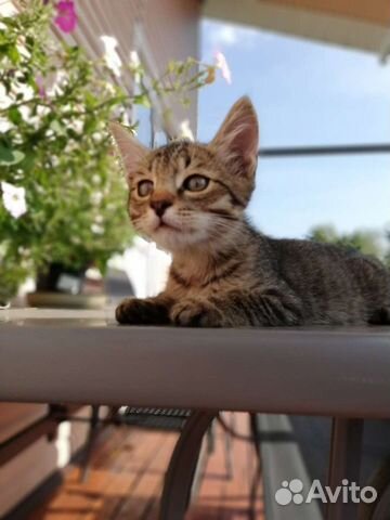 Котенок. Мальчик. Отдам в добрые руки