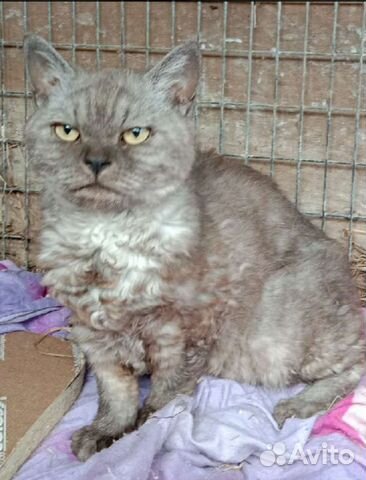 Кошка Селкирк Рекс ищет дом