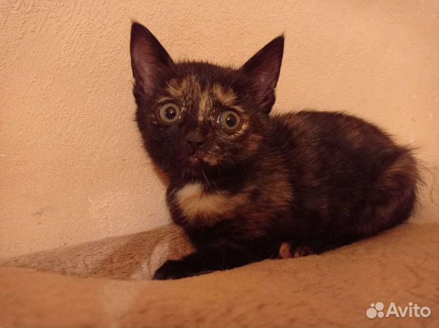 Котенок-черепашонок)