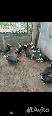 Индоутята элитные, суточные