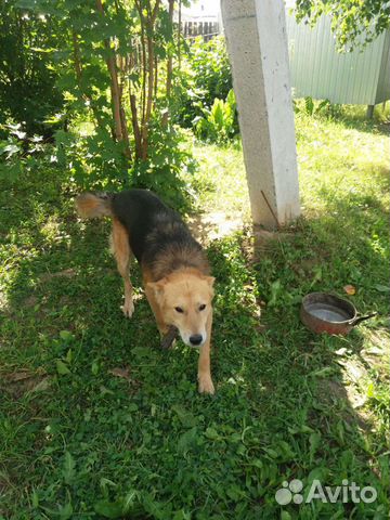 Собака.по кличке Бобик. Отдам в хорошие добрые рук