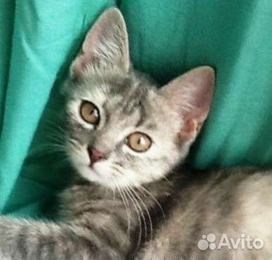 Котёнок Шер