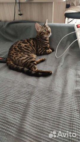 Бенгальская