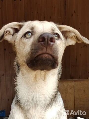 Щенок с паспортом в добрые руки