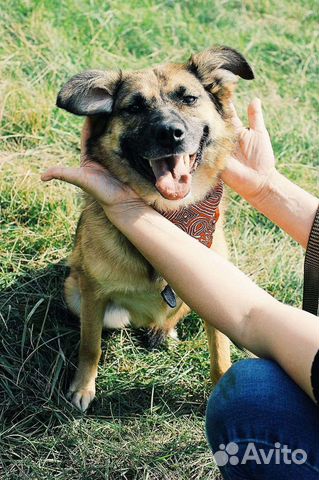 Спаси Лисичку из приюта