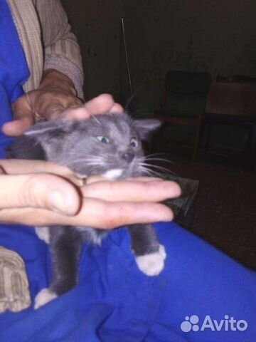 Отдаю котят в добрые руки. Две девочки. Кушаю само