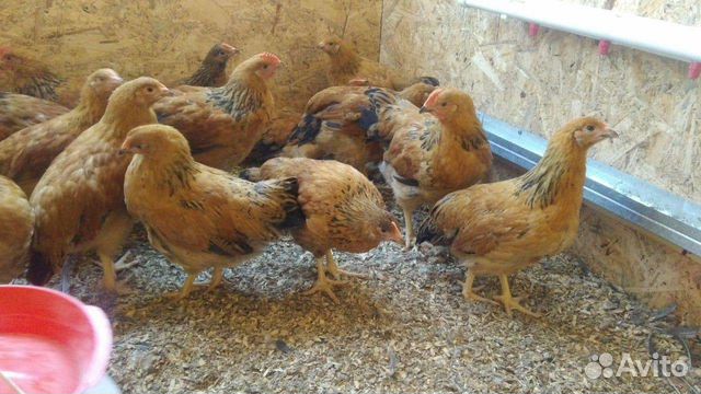 Куры цыплята