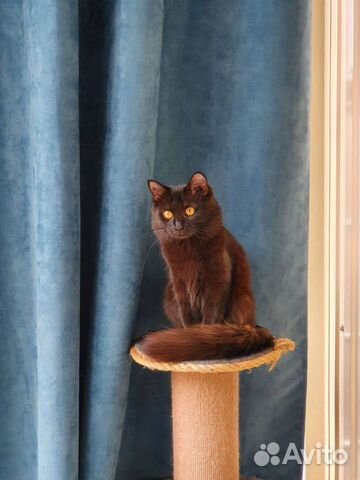 Вязка турецкая ангора