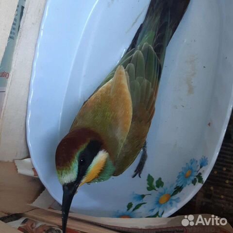 Щурка птица